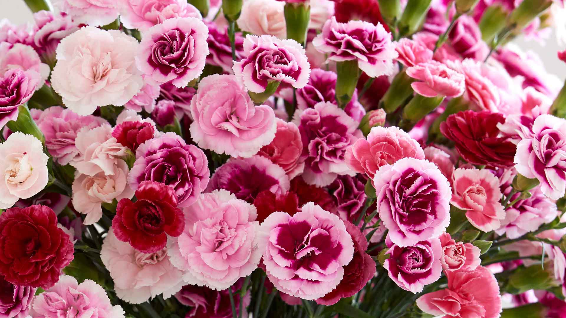 Miniatura - HilverdaFlorist Colombia HilverdaFlorist Colombia