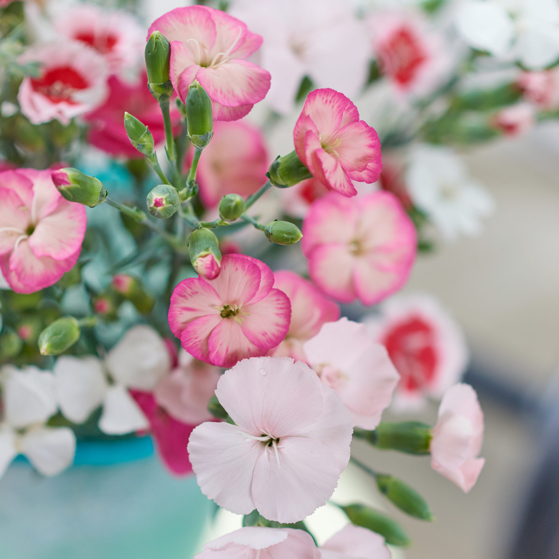 Solomio - HilverdaFlorist Colombia HilverdaFlorist Colombia