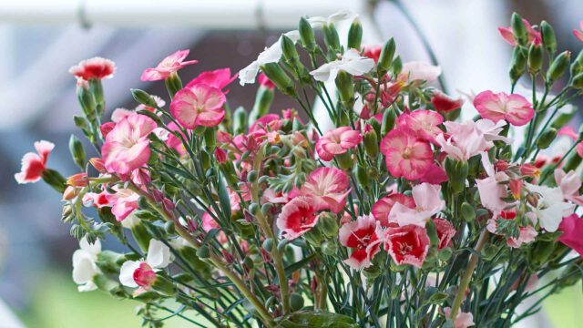 Solomio - HilverdaFlorist Colombia HilverdaFlorist Colombia