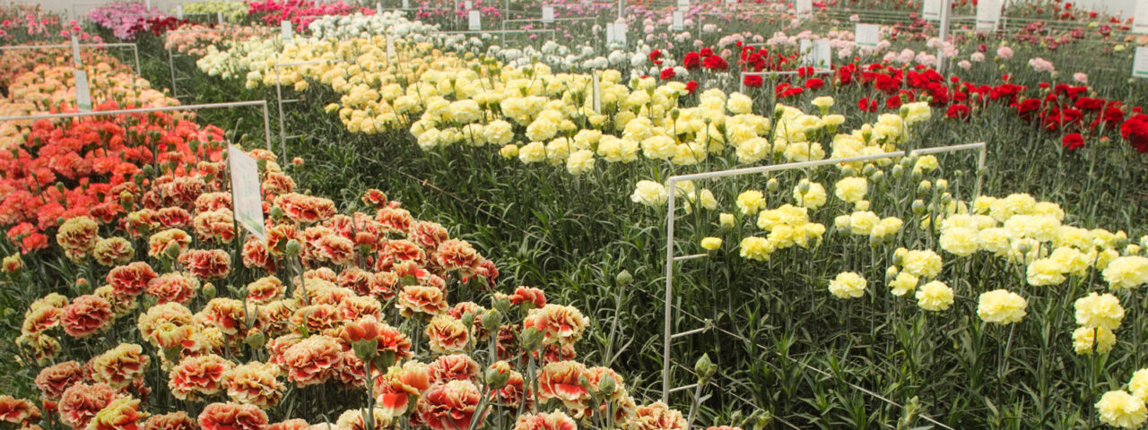 Contacto - HilverdaFlorist Colombia HilverdaFlorist Colombia