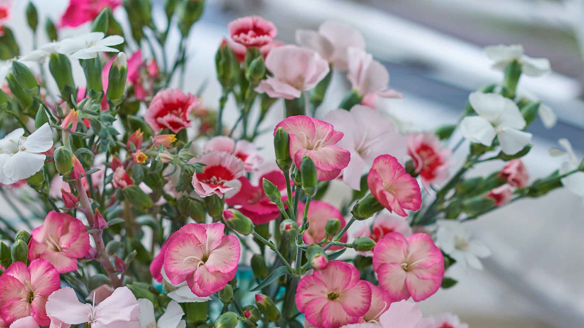 Solomio - HilverdaFlorist Colombia HilverdaFlorist Colombia