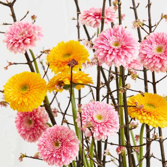 Gerbera - HilverdaFlorist Colombia HilverdaFlorist Colombia